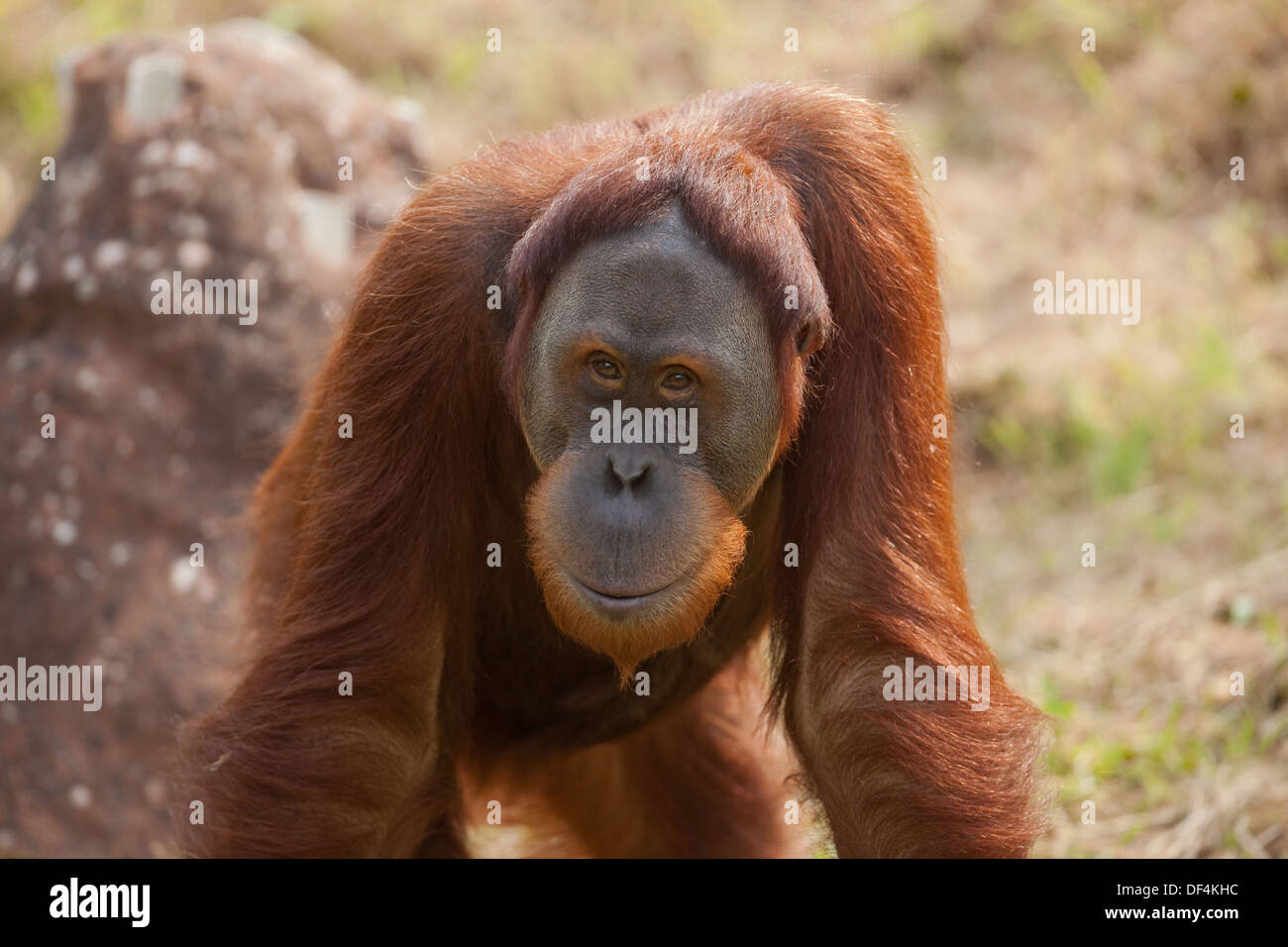 Sumatran Orang-utan (Pongo abelli) . Adult female. Durrell Wildlife ...