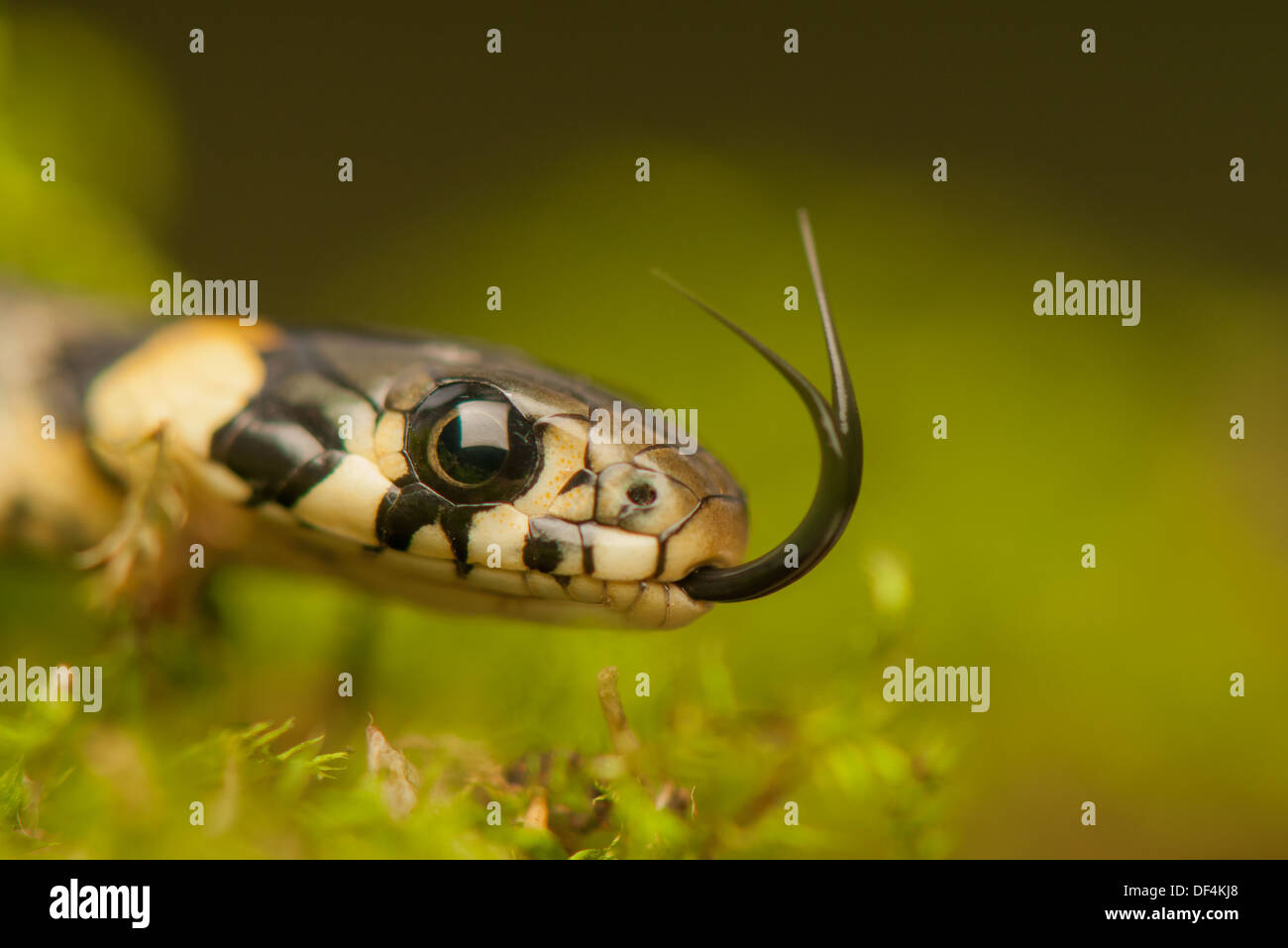 Snake shells hi-res stock photography and images - Alamy