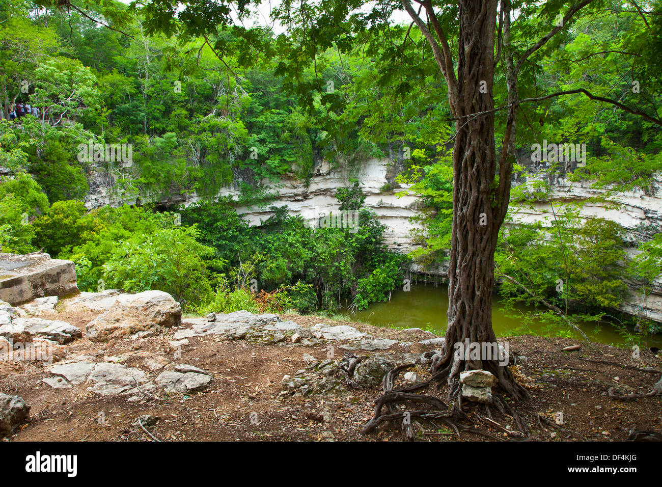 Mayan sacred tree hi-res stock photography and images - Alamy