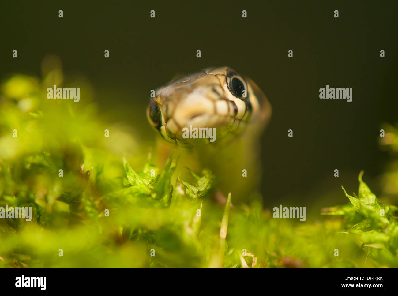 Snake shells hi-res stock photography and images - Alamy