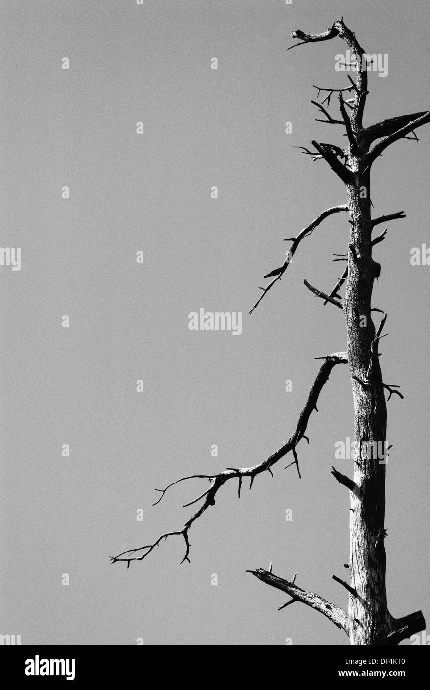 Dead nature Black and White Stock Photos & Images - Alamy