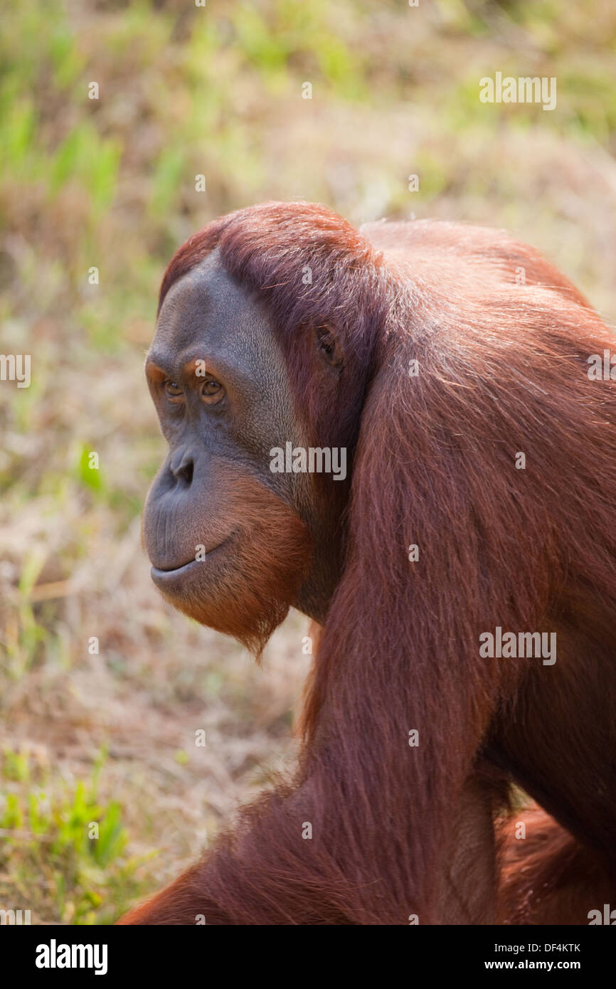 Sumatran Orang-utan (Pongo abelii) . Adult female. Durrell Wildlife ...