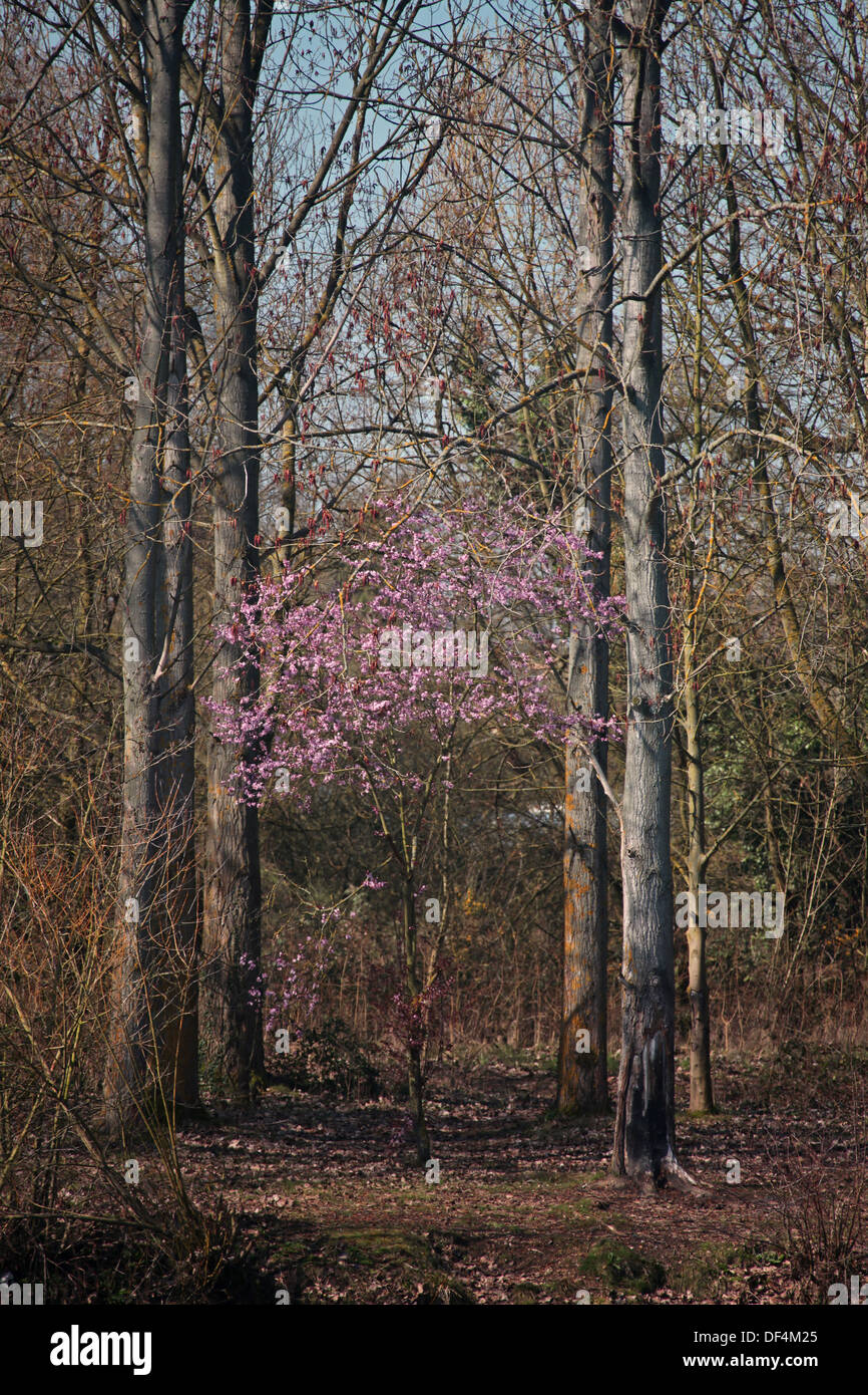 A tree in blossom dwarfed by trees on either side of it in a wooded ...