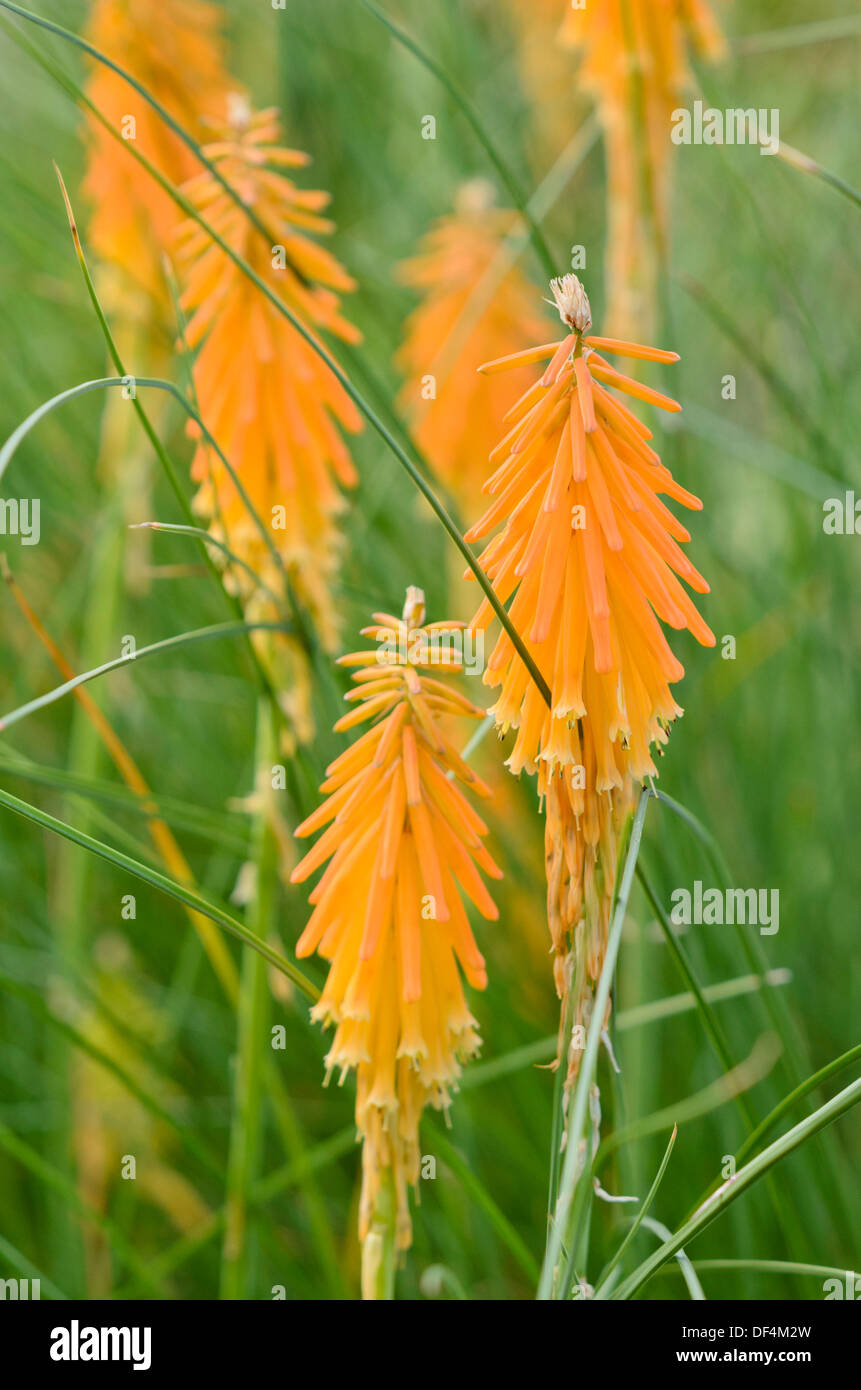 Torch lily (Kniphofia triangularis Stock Photo - Alamy