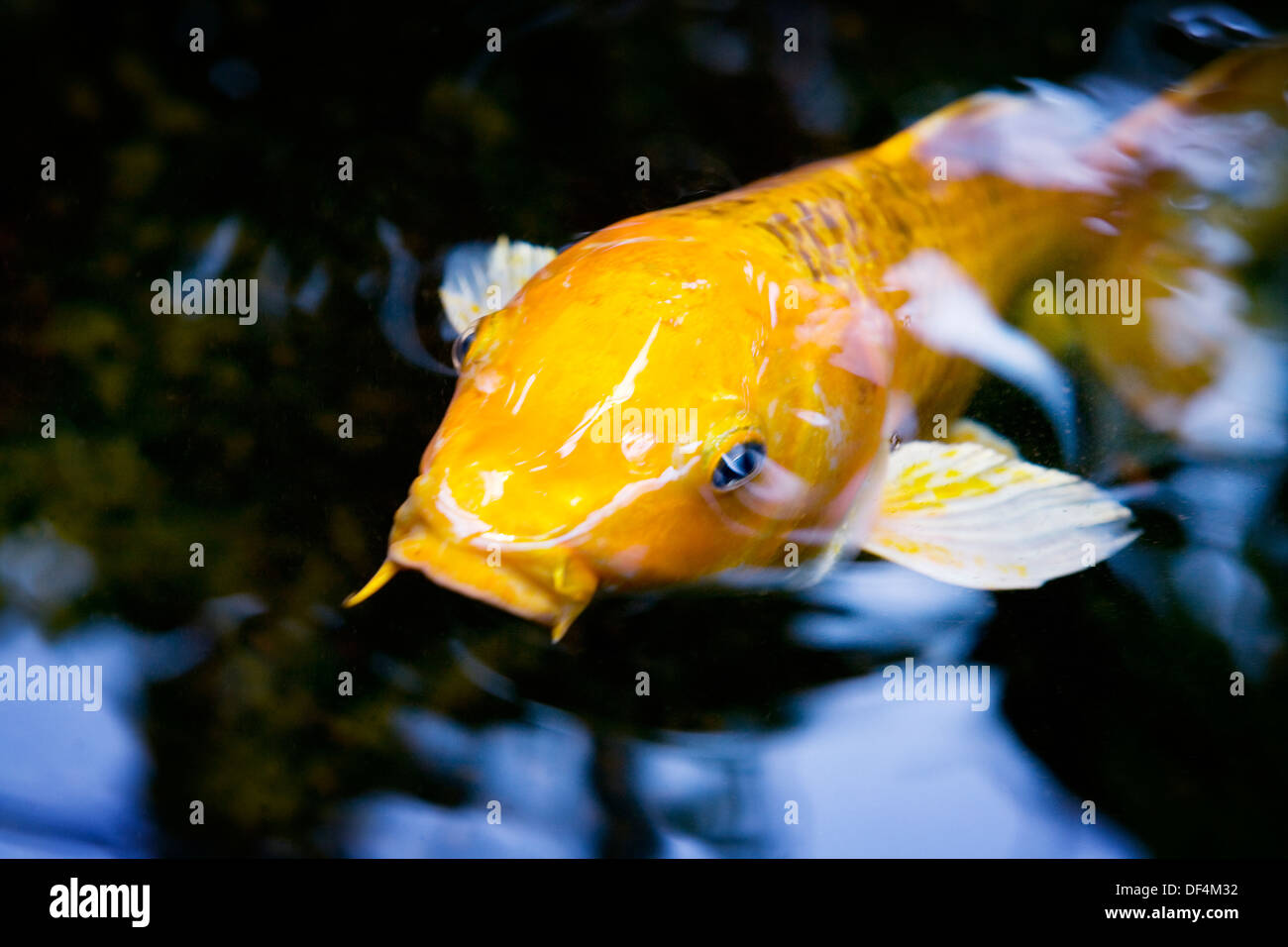 Yellow Carp High Resolution Stock Photography and Images - Alamy