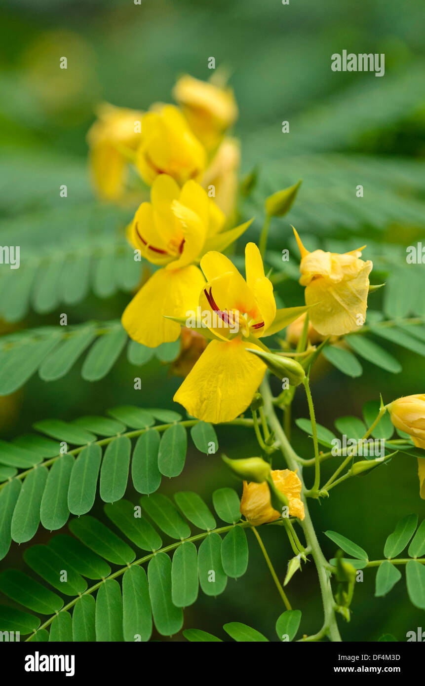 Chamaecrista chamaecrista glandulosa hi-res stock photography and ...