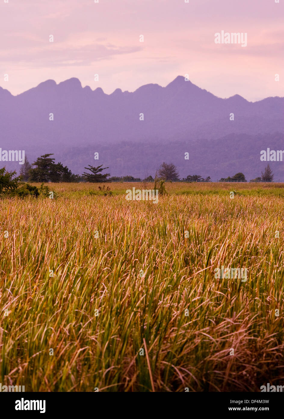 Rice Field With Mountains in Background Stock Photo - Alamy