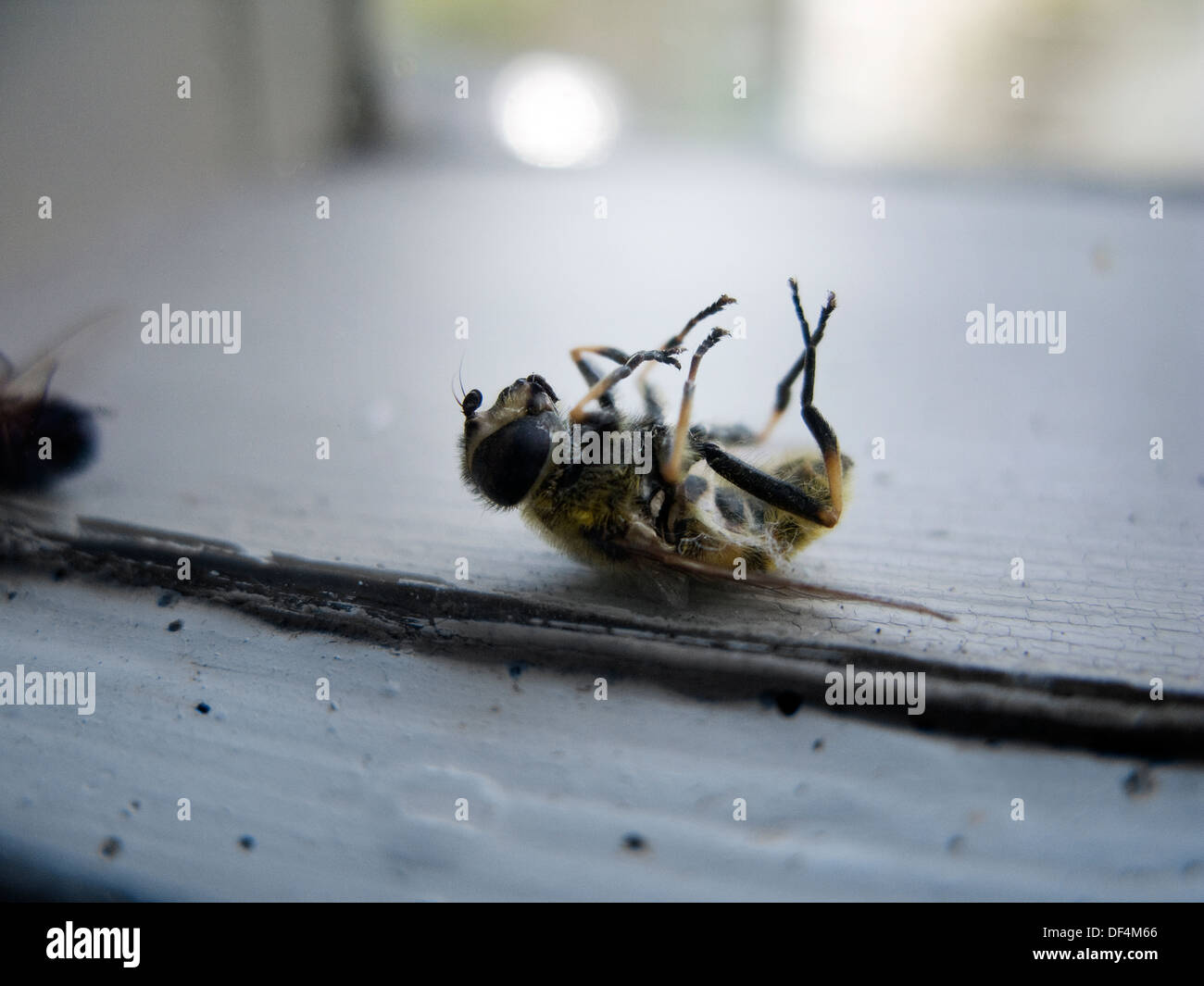 Dead bee hi-res stock photography and images - Alamy