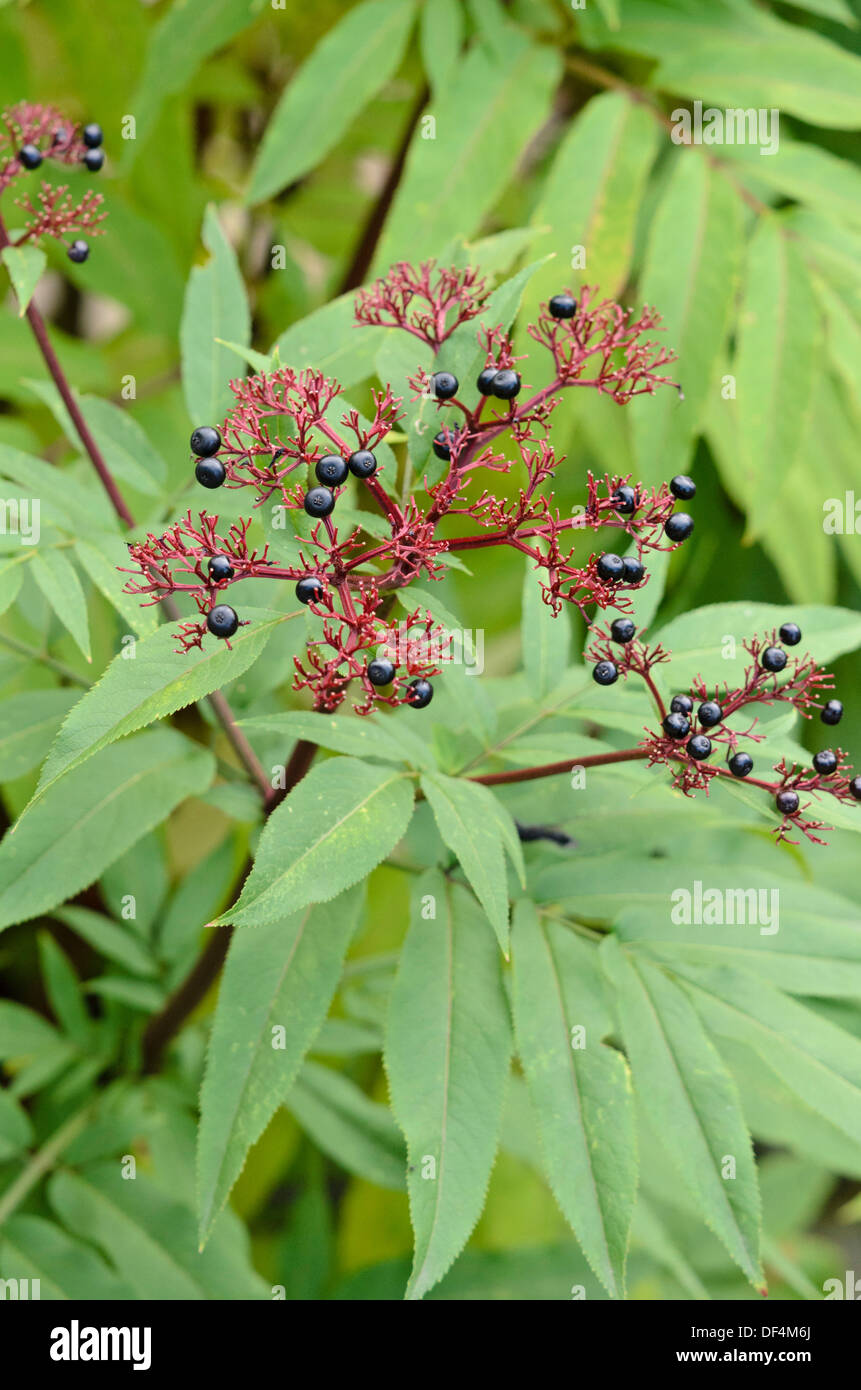 Dwarf elder (Sambucus ebulus Stock Photo - Alamy