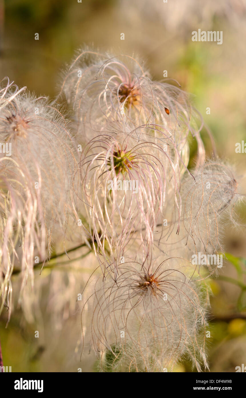 Clematis glauca hi-res stock photography and images - Alamy