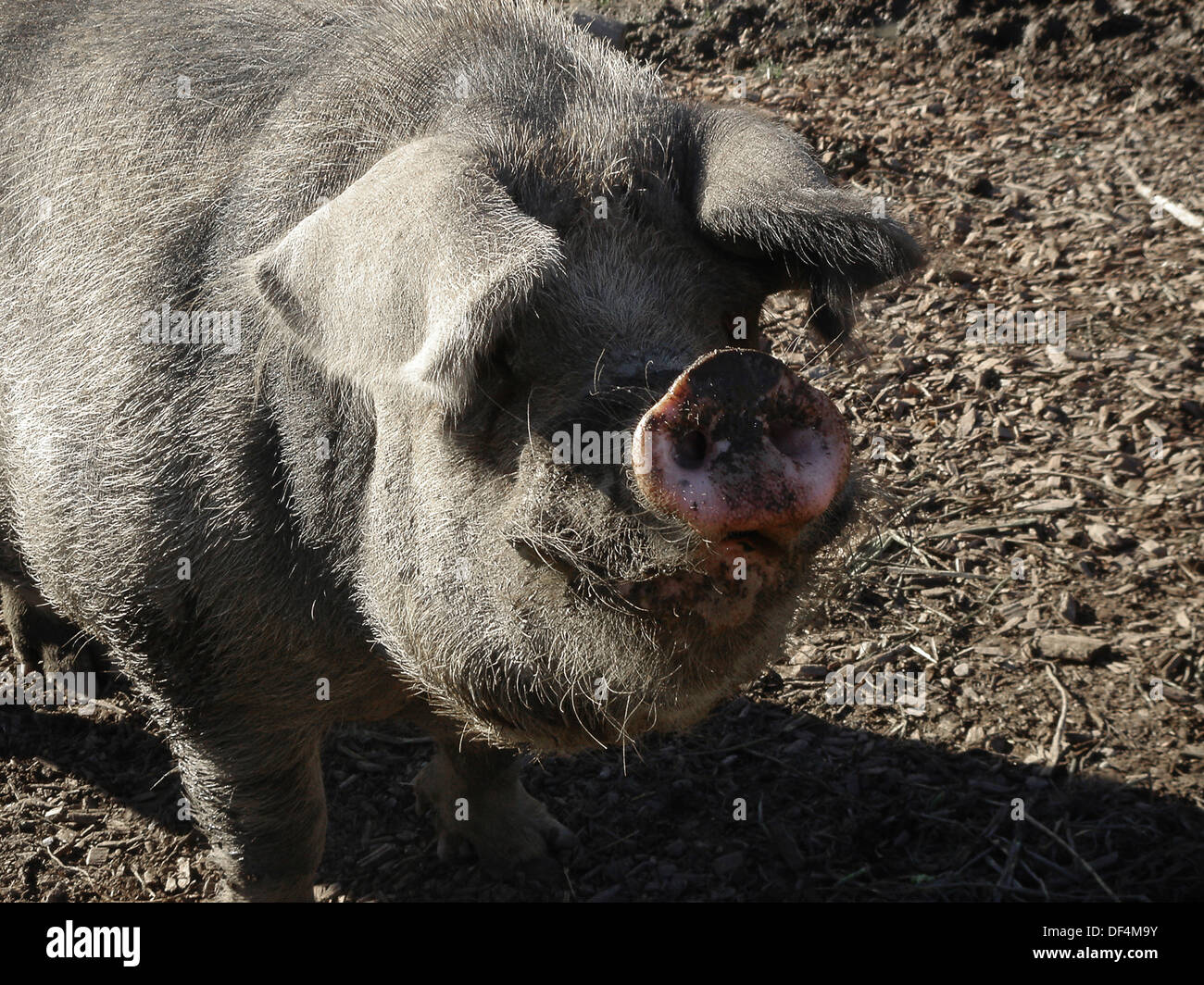 Pig nose pig snout hi-res stock photography and images - Alamy