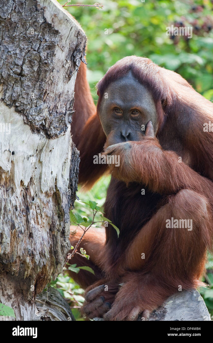 Sumatran Orang-utan (Pongo abelii) . Adult female. Durrell Wildlife ...