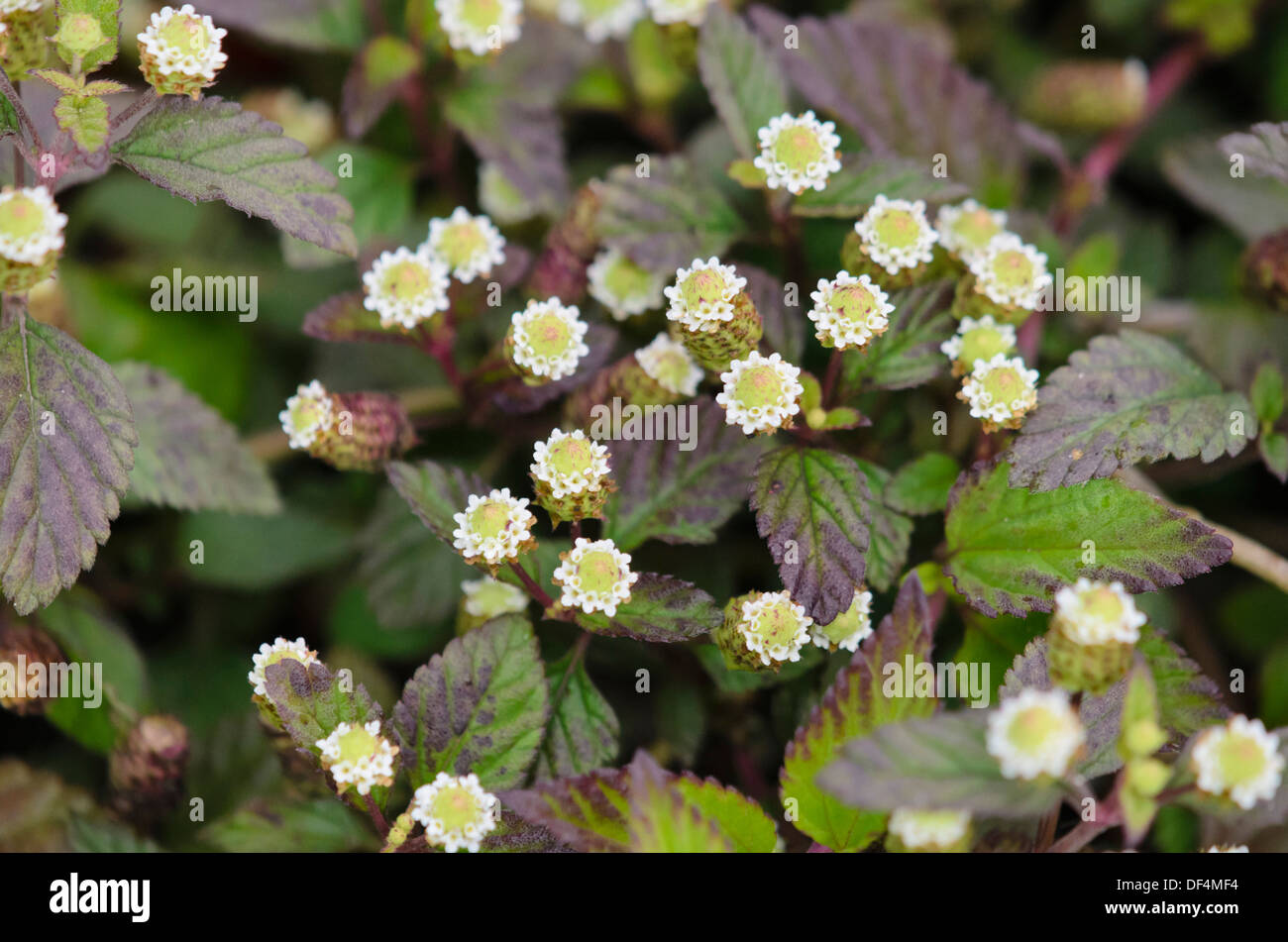 Aztec sweet herb (Lippia dulcis Stock Photo - Alamy