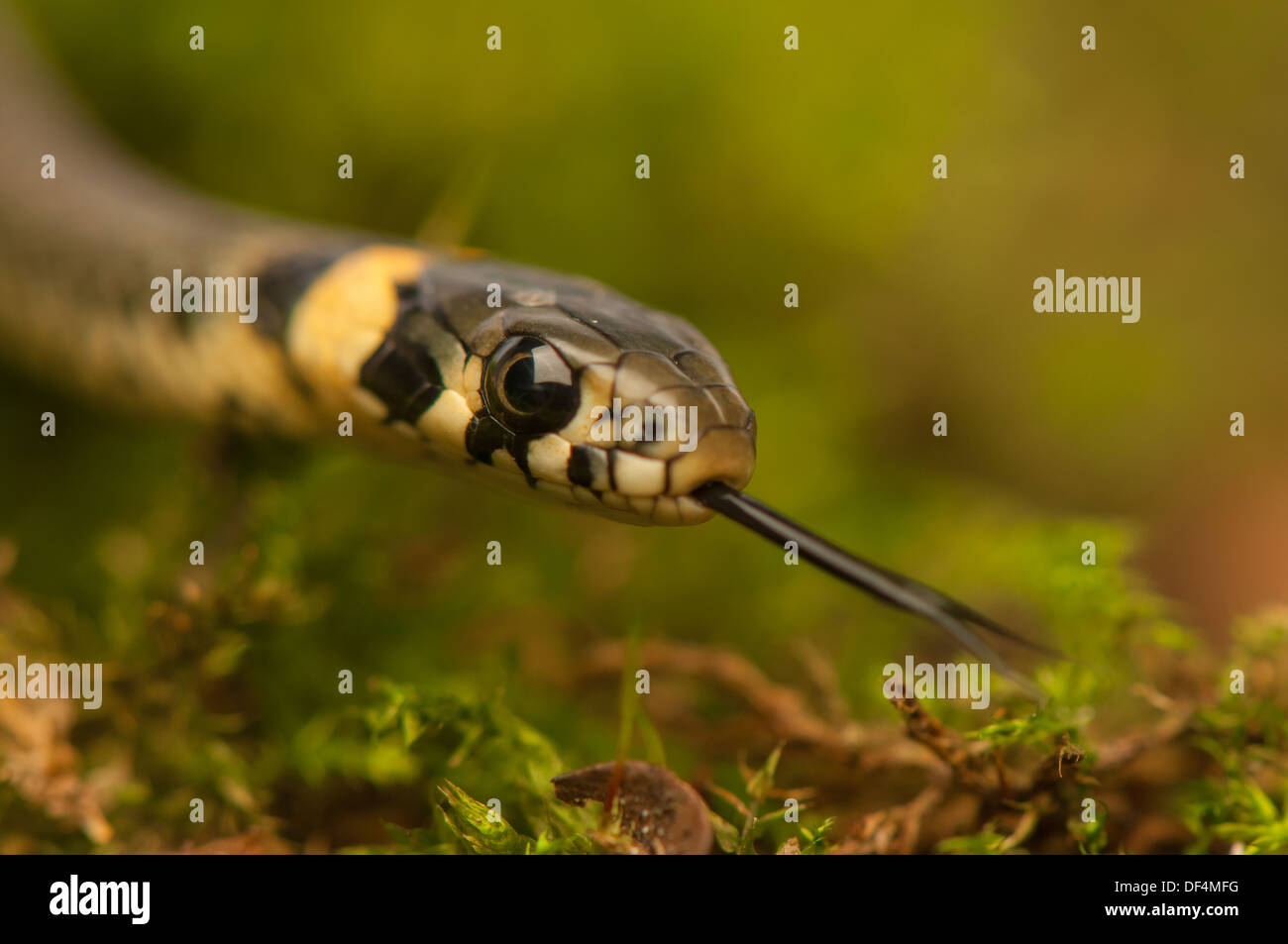 Snake shells hi-res stock photography and images - Alamy