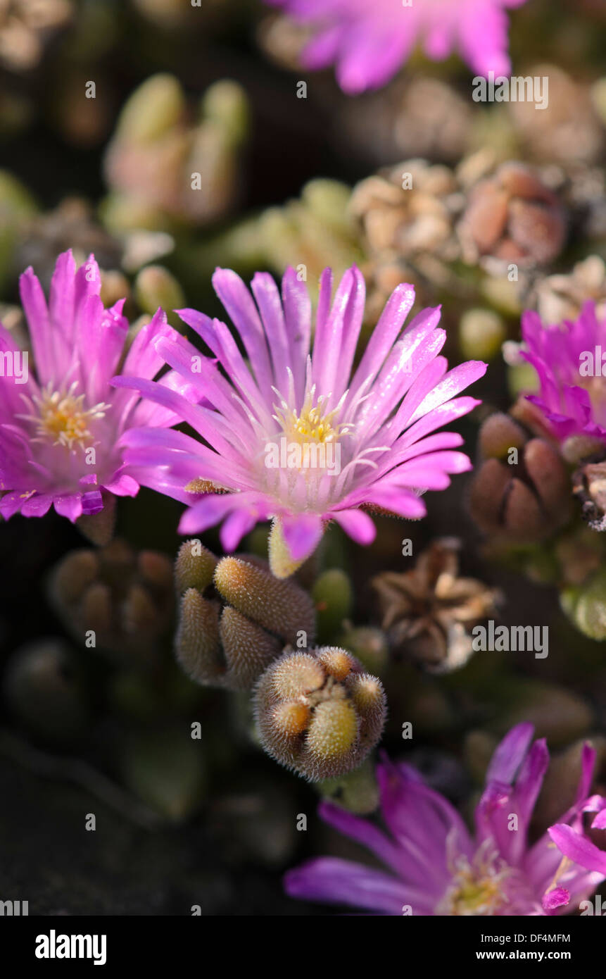 Delosperma plants hi-res stock photography and images - Alamy