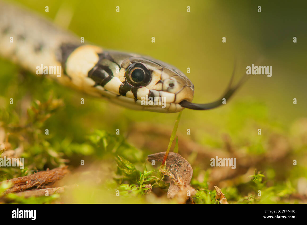 Snake shells hi-res stock photography and images - Alamy