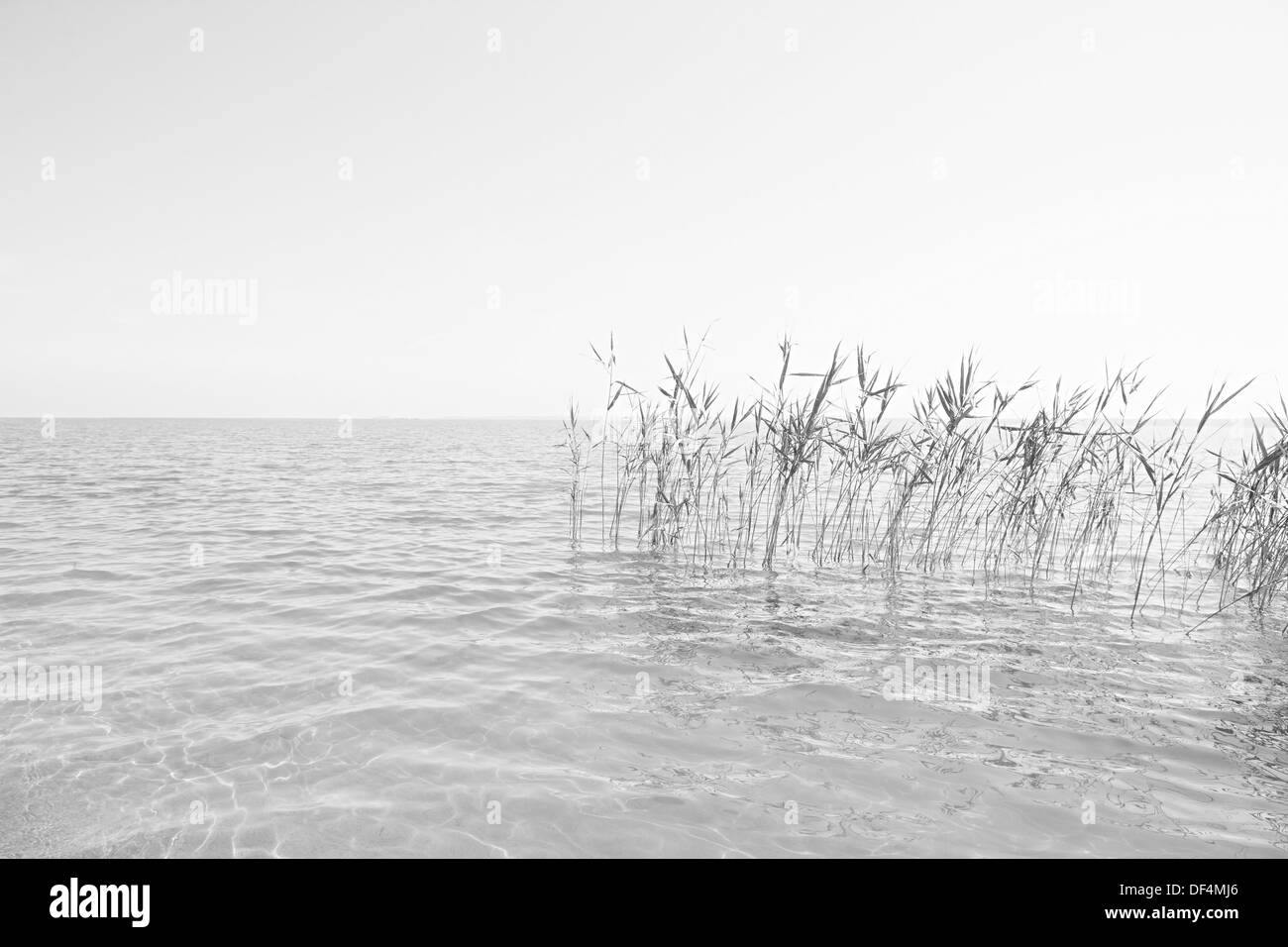 Landscape water grass in Black and White Stock Photos & Images - Alamy