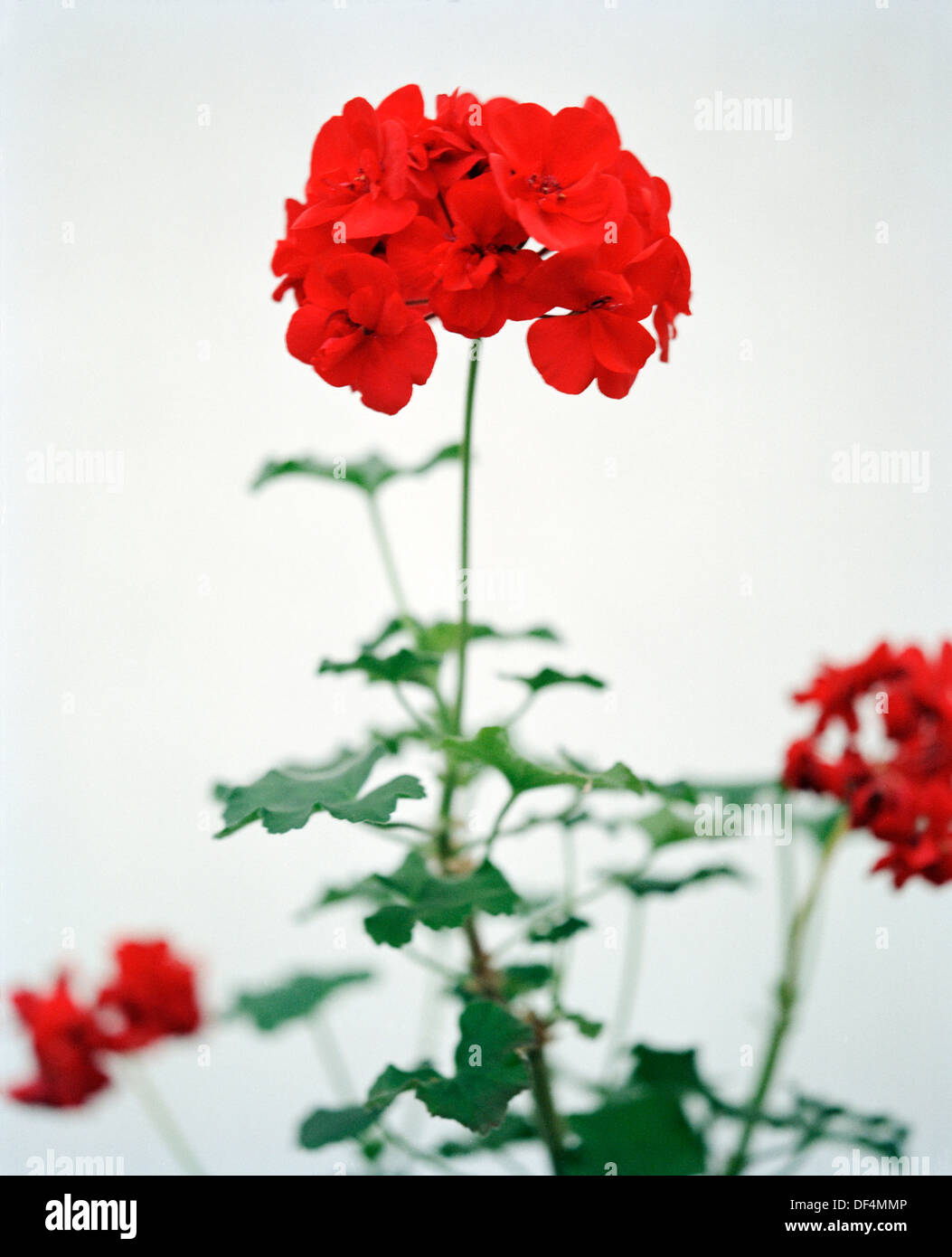Red Geranium Plant Stock Photo - Alamy