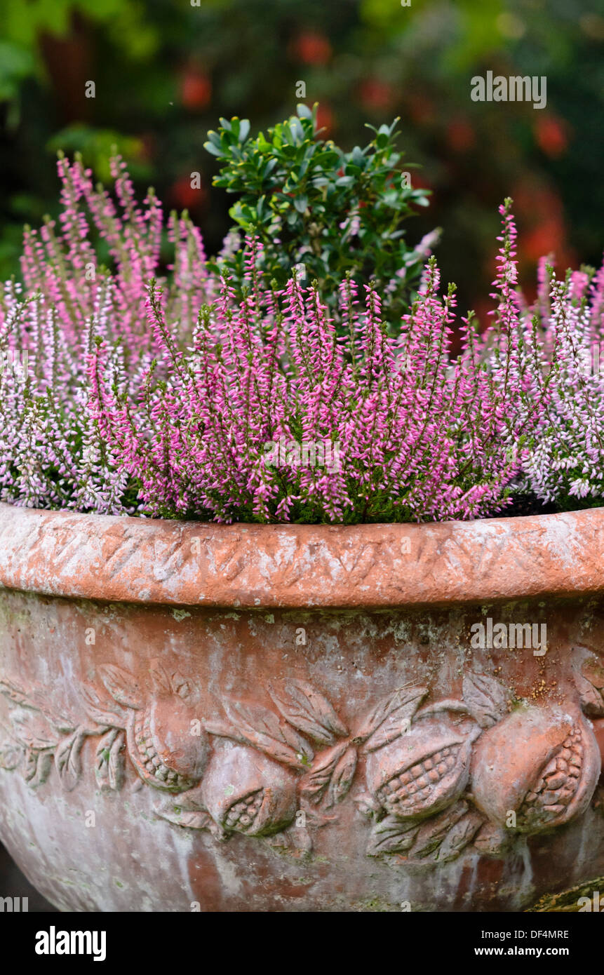 Common heather (Calluna vulgaris) in a flower tub Stock Photo - Alamy