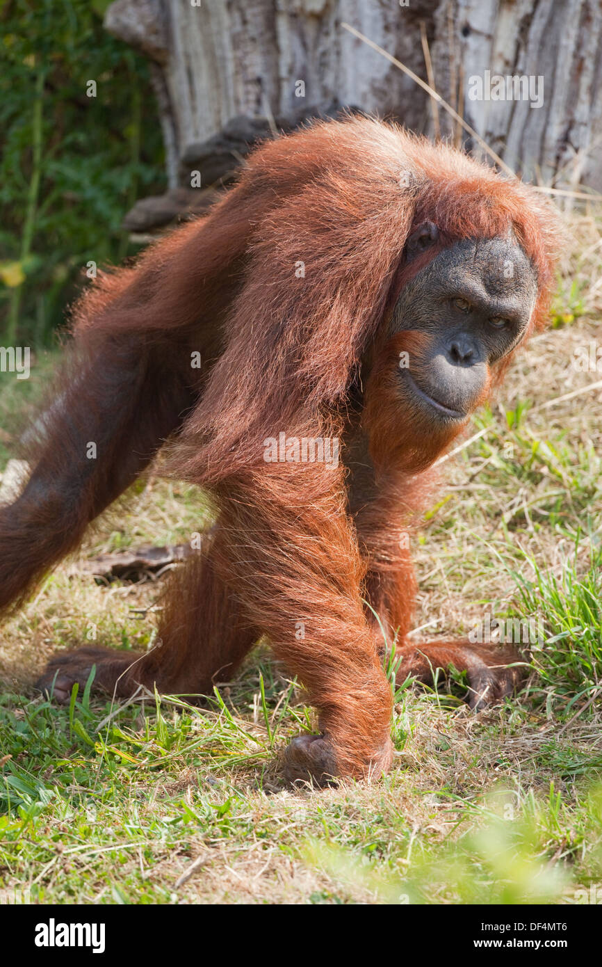 Orangutan Walking