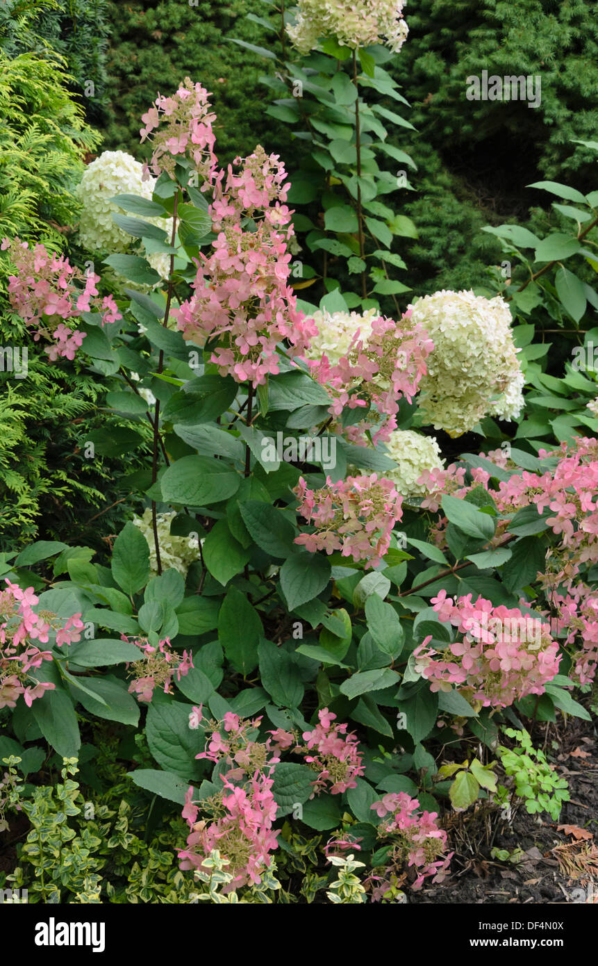 Panicle hydrangea (Hydrangea paniculata Stock Photo - Alamy