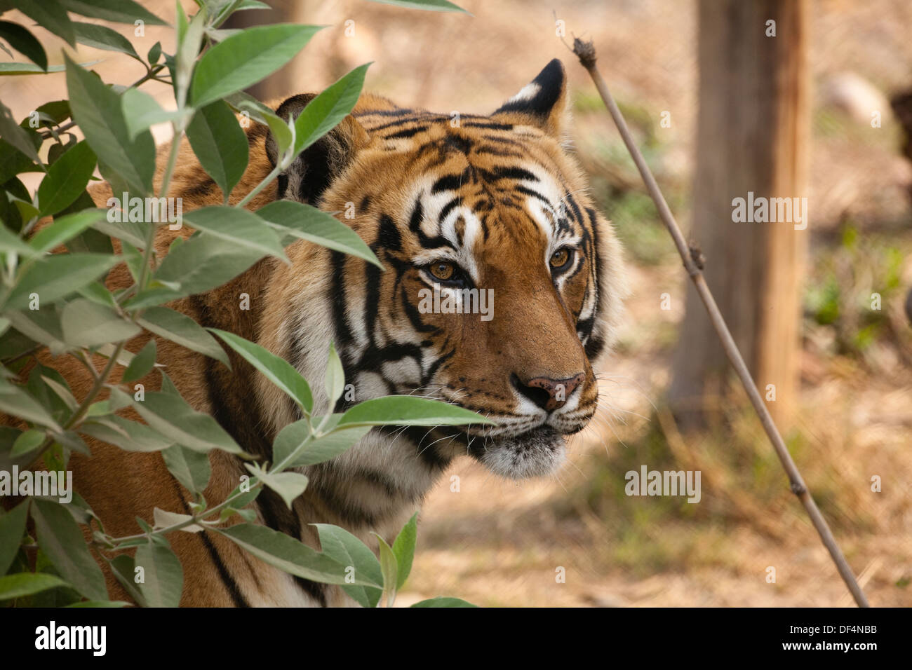 Royal Bengal Tiger (Panthera tigris tigris). Katmandu Zoological ...