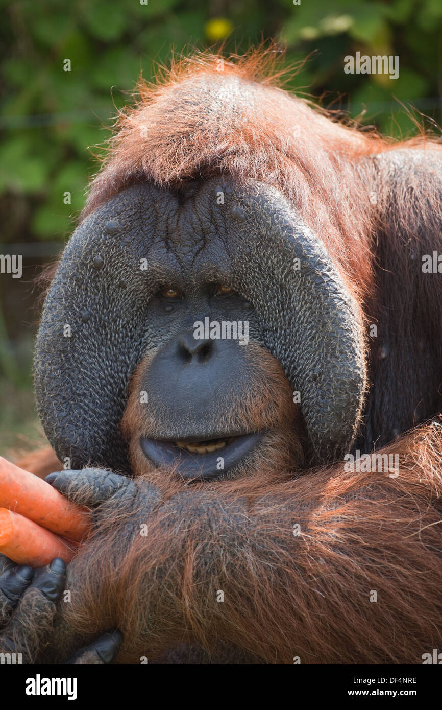 Sumatran Orang-utan (Pongo abelli) . Adult male. Durrell Wildlife ...