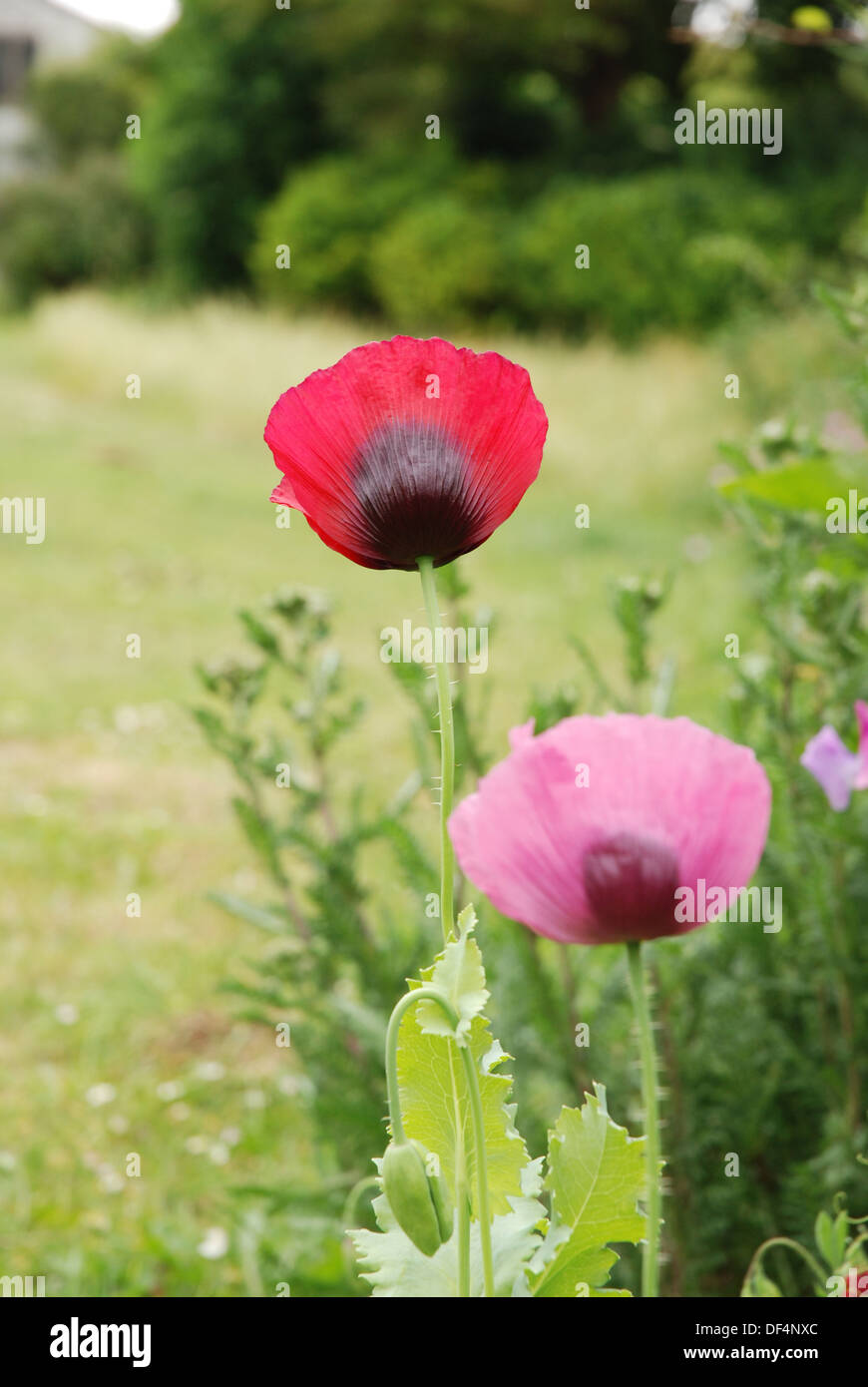 2 poppies, 1 scarlet poppy and 1 light purple poppy Stock Photo - Alamy