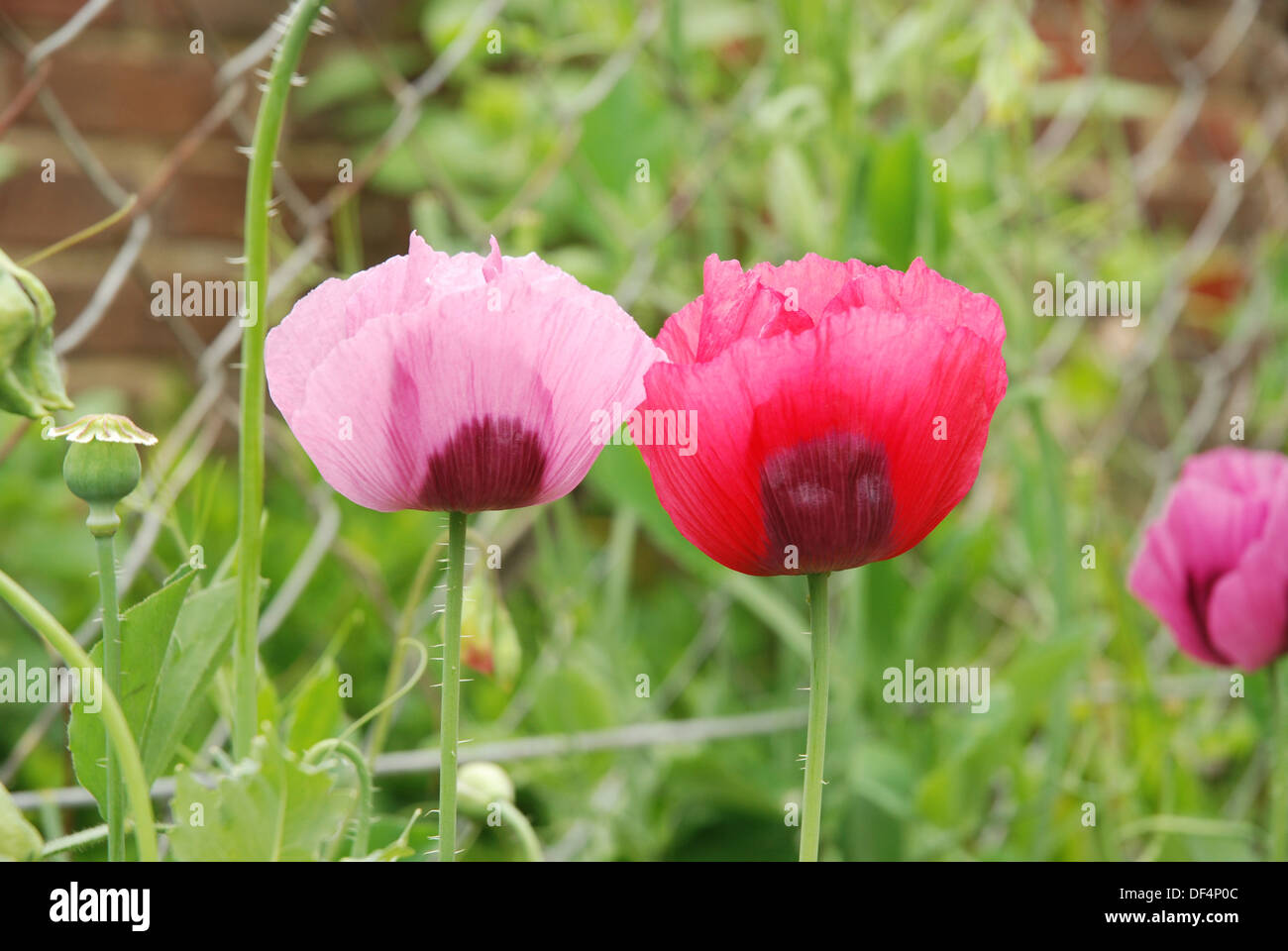 Two poppies a light purple poppy and a scarlet poppy Stock Photo - Alamy