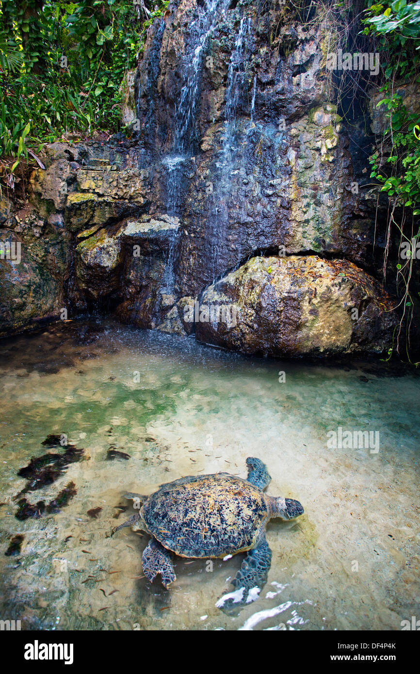 Jamaica Turtle Stock Photos & Jamaica Turtle Stock Images - Alamy
