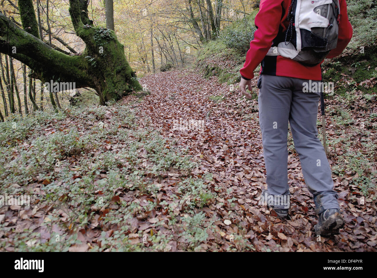 Basque walking stick hi-res stock photography and images - Alamy