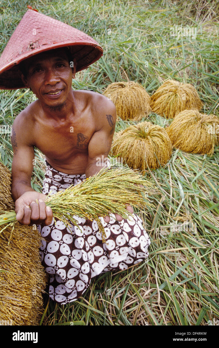 Working in the ricefields hi-res stock photography and images - Alamy