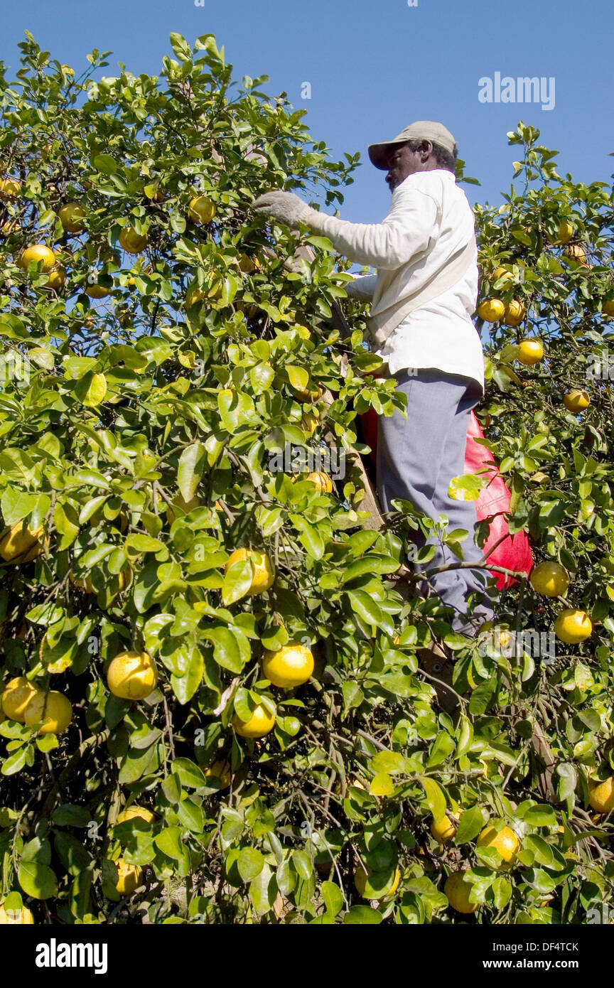 Orange groves florida hi-res stock photography and images - Alamy