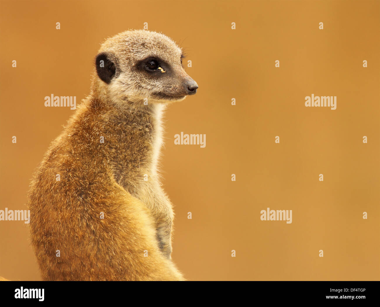 A portrait of a Meerkat looking away Stock Photo - Alamy