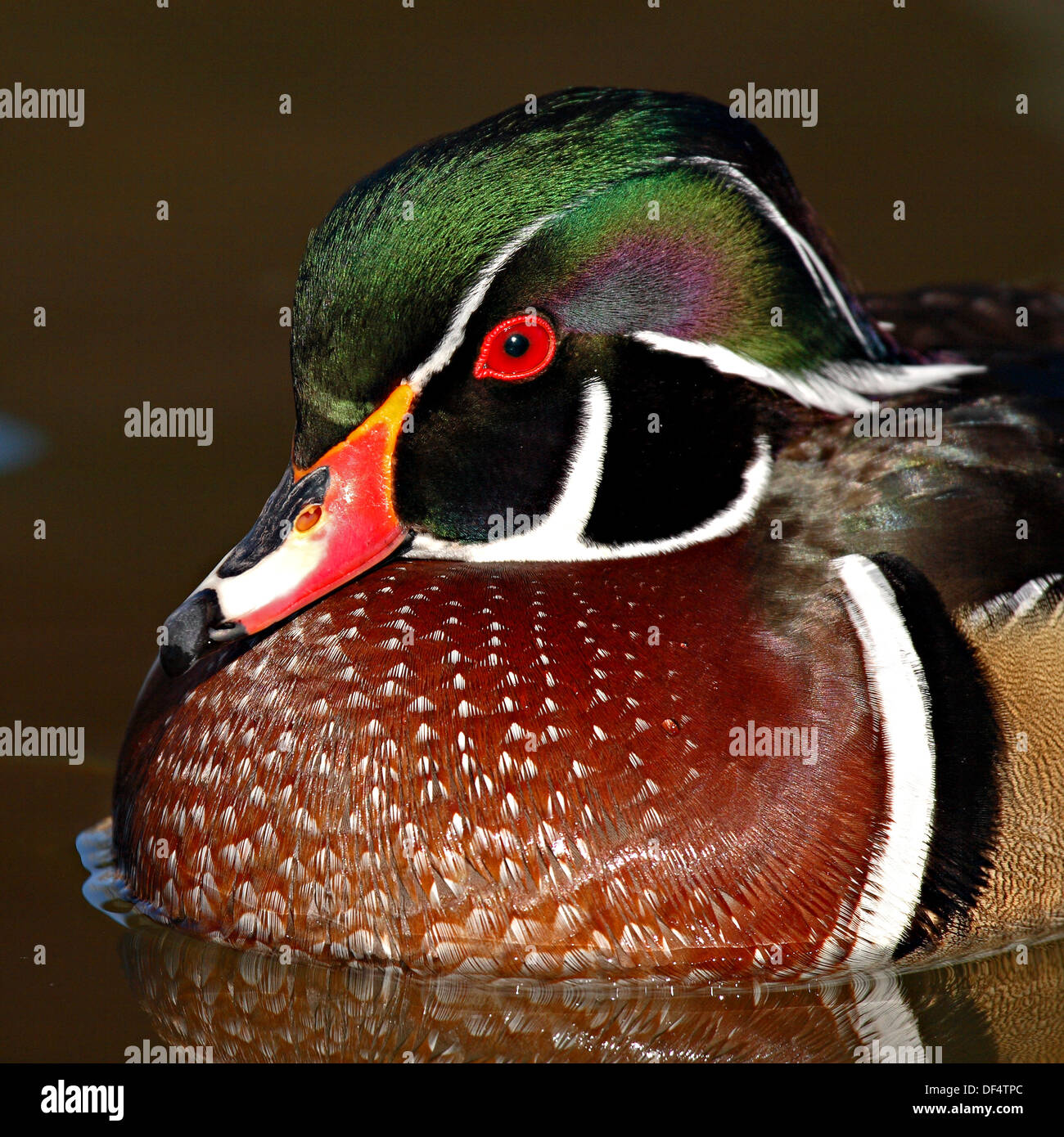 Square duck pond hi-res stock photography and images - Alamy