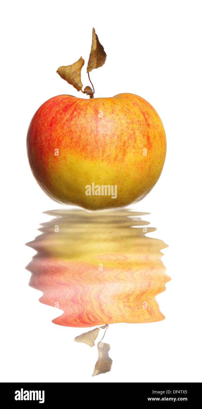 Red yellow apple with dried leaf and reflection in water isolated on a ...