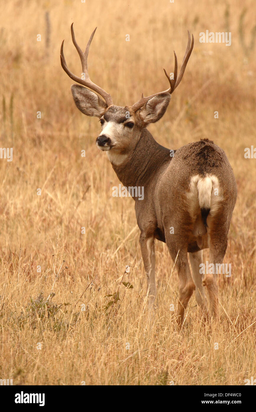 A 9-point Mule Deer buck with a wide rack of antlers Stock Photo - Alamy
