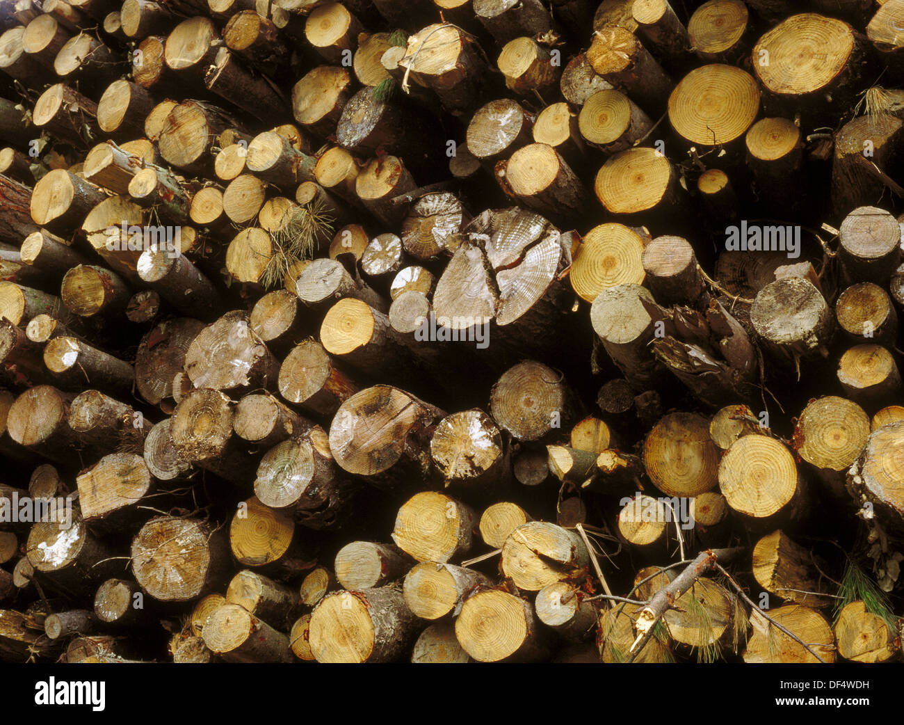 Monterey Pine (Pinus radiata) logs Stock Photo - Alamy
