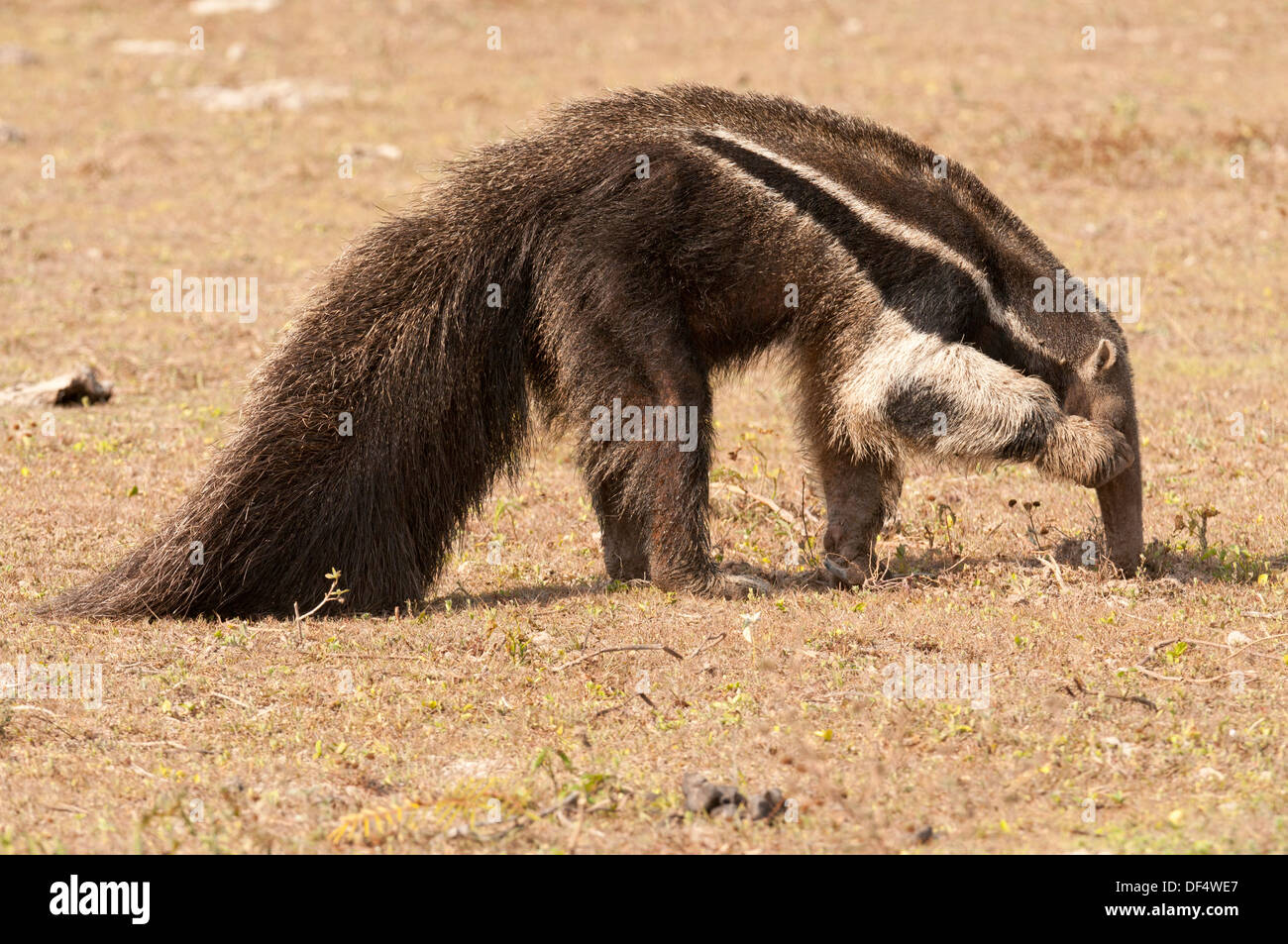 Stock photo of a giant anteater feeding, Pantanal, Brazil Stock Photo ...