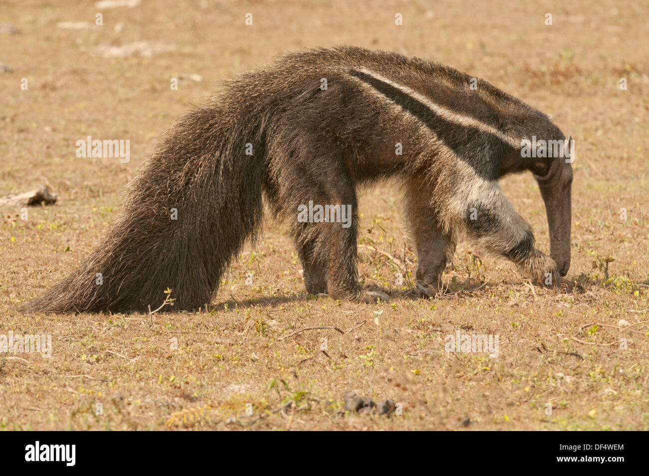 Stock photo of a giant anteater feeding, Pantanal, Brazil Stock Photo ...