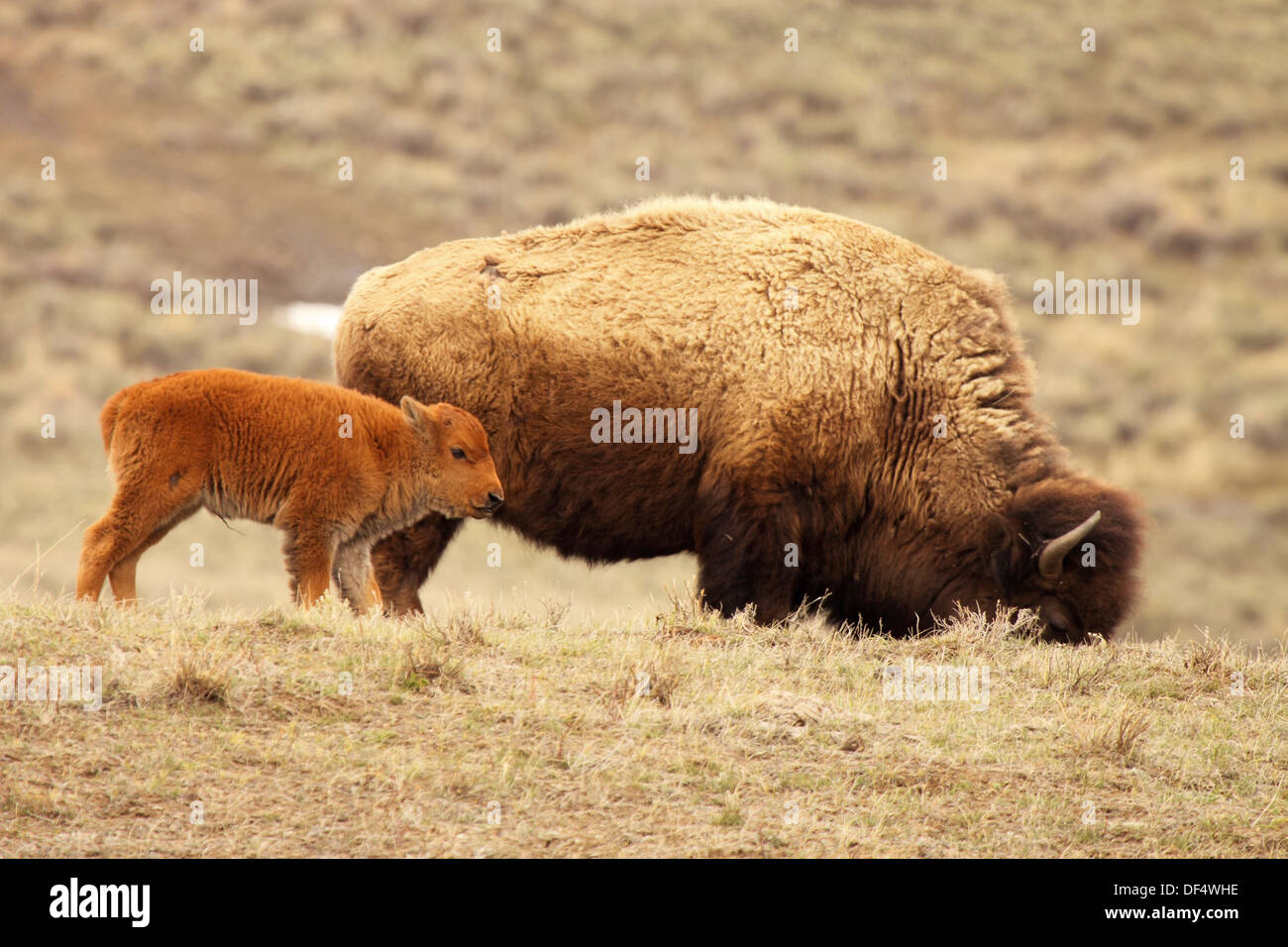 American bison female hi-res stock photography and images - Alamy