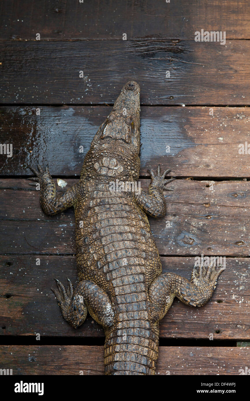 Siames hi-res stock photography and images - Alamy