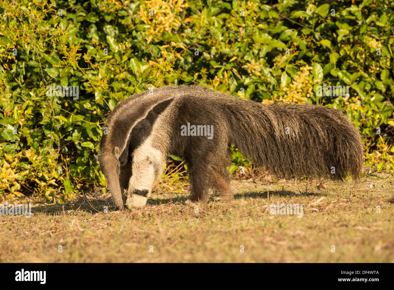 Stock photo of a giant anteater feeding, Pantanal, Brazil Stock Photo ...