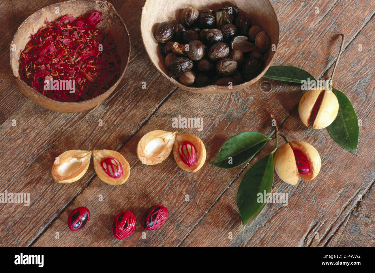 Mace Vs Nutmeg