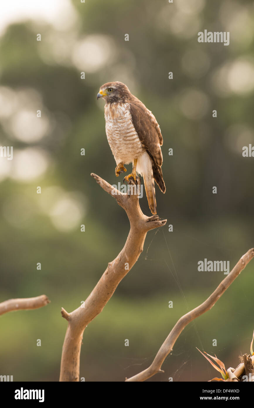 Hawk perch hi-res stock photography and images - Alamy