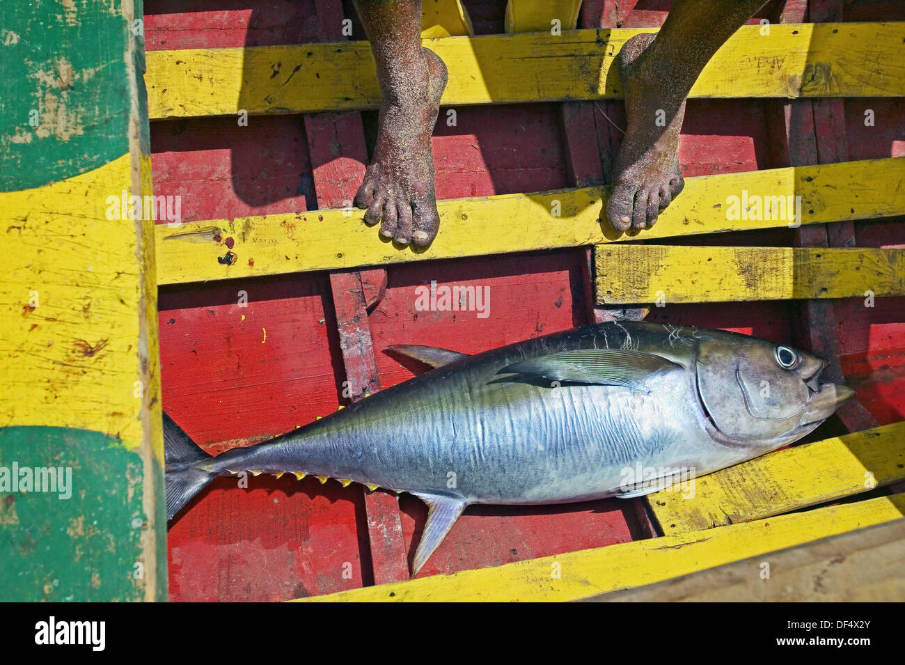 Tuna fish. Fishermen. São Pedro Village. São Vicente island. Cape Verde ...