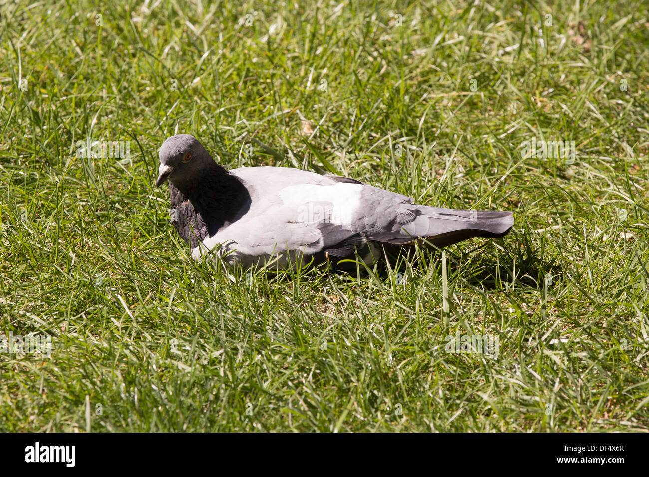 Pigeon sitting on grass Stock Photo - Alamy