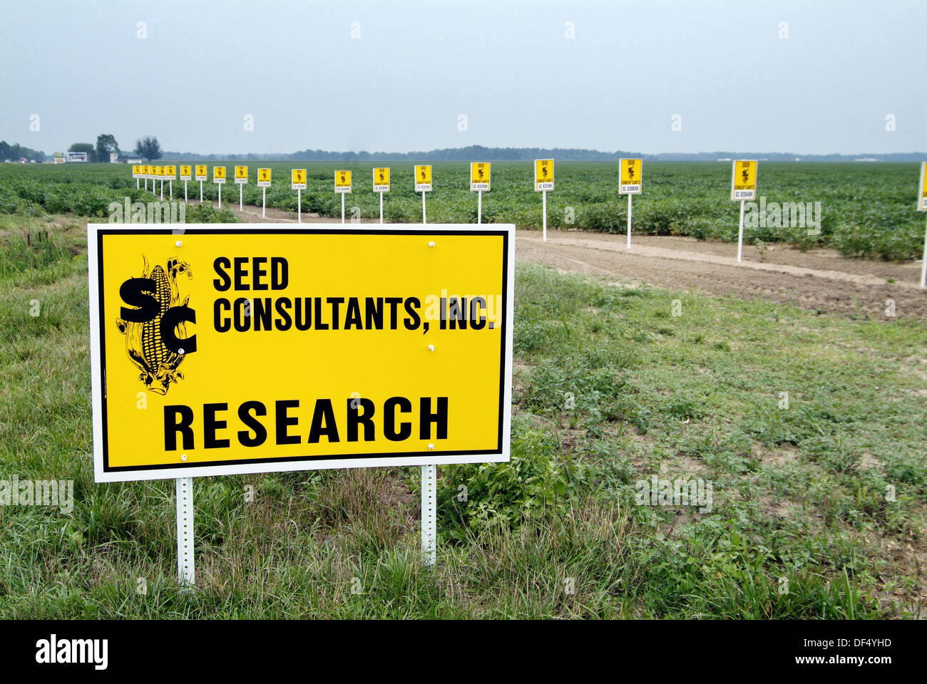 Hybrid corn hi-res stock photography and images - Alamy