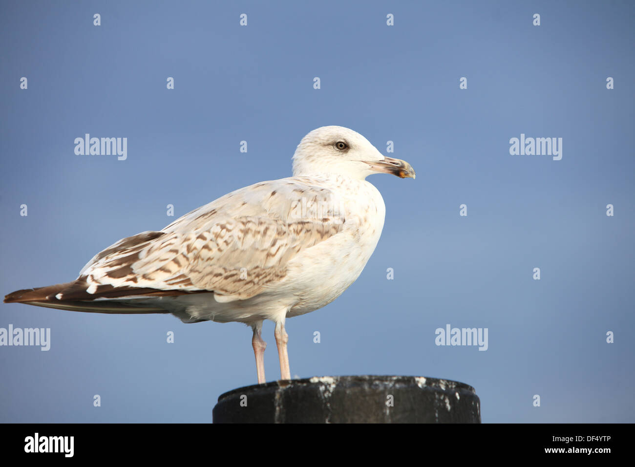 seagul seaside bird sitting on tube at the sea ocean blue sky ...