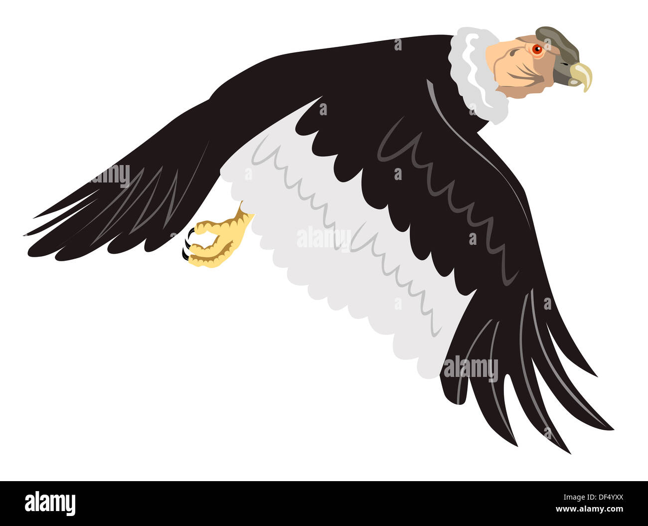 Illustration of a condor vulture in flight with wings down done in ...